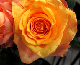 Rose Turtle - Standard Rose - Roses - Flowers by category | Sierra ...