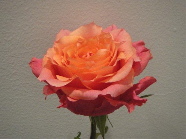 Rose Natures Cherry - Standard Rose - Roses - Flowers by category ...