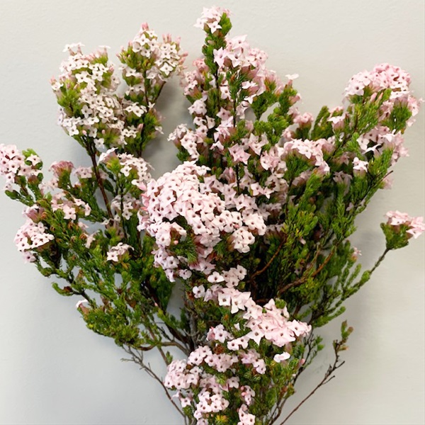 Erica Four Sisters - Heather (Erica) - Flowers and Fillers - Flowers by ...