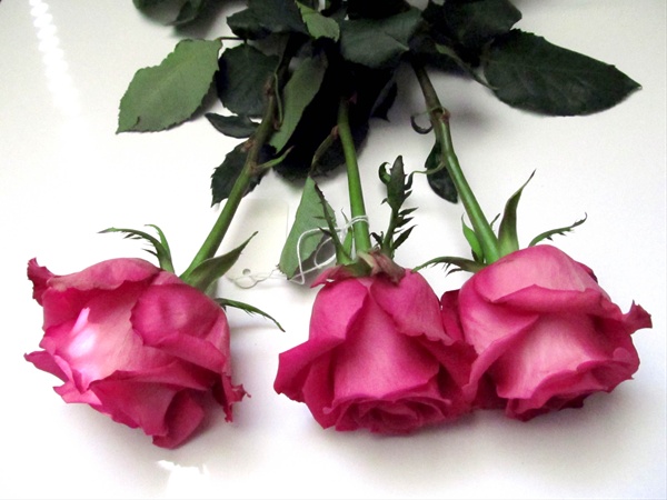 Rose Cotton Candy - Standard Rose - Roses - Flowers by category ...