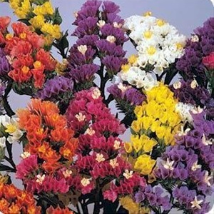 Statice Assorted Mix - Sinuata (Statice) - Limonium - Flowers by ...