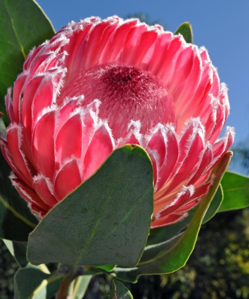Queen Protea Flower