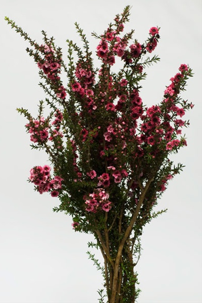 Leptospermum Raspberry - Leptospermum - Flowers and Fillers - Flowers ...