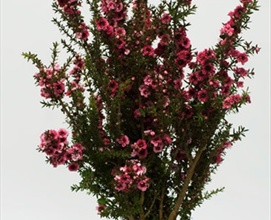 Leptospermum Raspberry - Leptospermum - Flowers and Fillers - Flowers ...