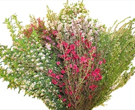 Waxflower California Spring Mix - Waxflower - Flowers and Fillers ...