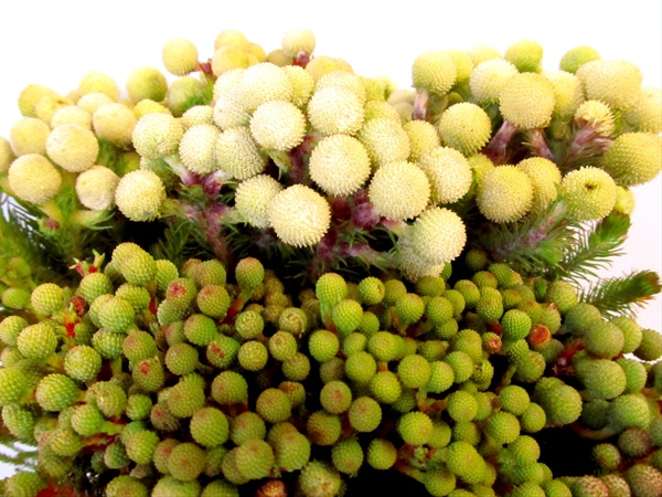 Berzelia Assorted - Berzelia - Proteas et Leucadendrons - Fleurs par ...