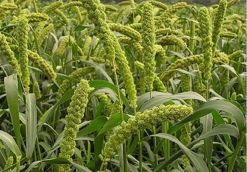 Millet Green - Millet - Flowers and Fillers - Flowers by category ...