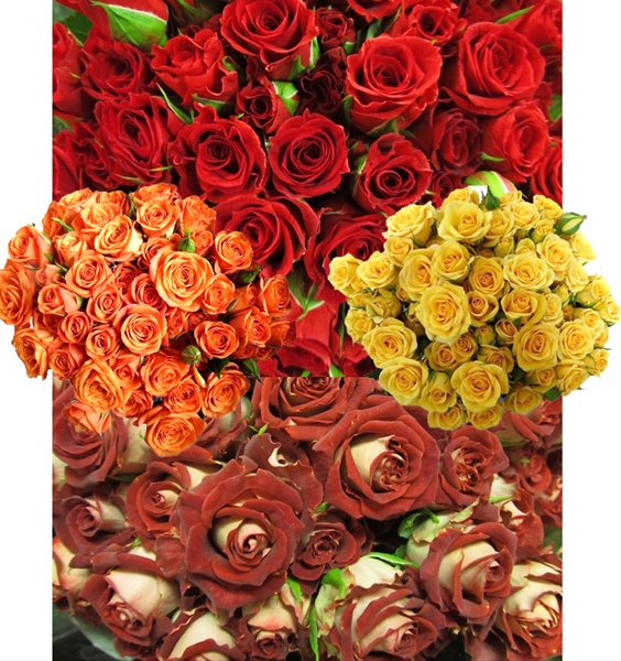 Spray Rose Fall Mix - Spray Rose - Roses - Flowers by category | Sierra ...