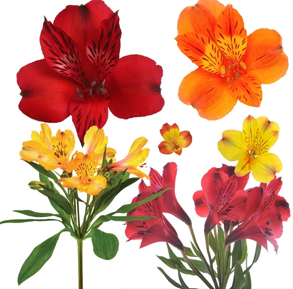 Alstro Fall Mix - Alstromeria - Flowers by category | Sierra Flower Finder