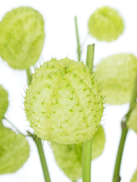 Gomphocarpus Moby Dick - Misc Flowers - Flowers and Fillers - Flowers ...