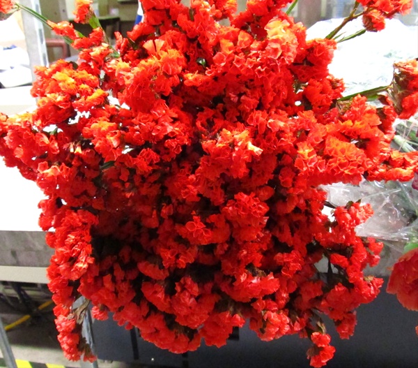 Statice Tinted Orange - Sinuata (Statice) - Limonium - Flowers by ...