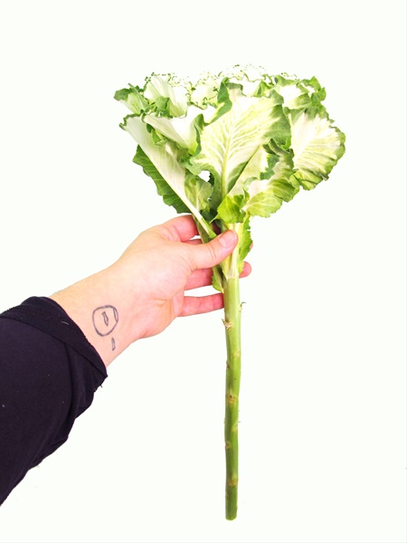 Brassica White - Brassica - Flowers and Fillers - Flowers by category ...
