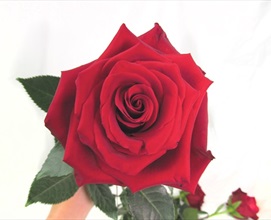 Rose Explorer - Standard Rose - Roses - Flowers by category | Sierra ...