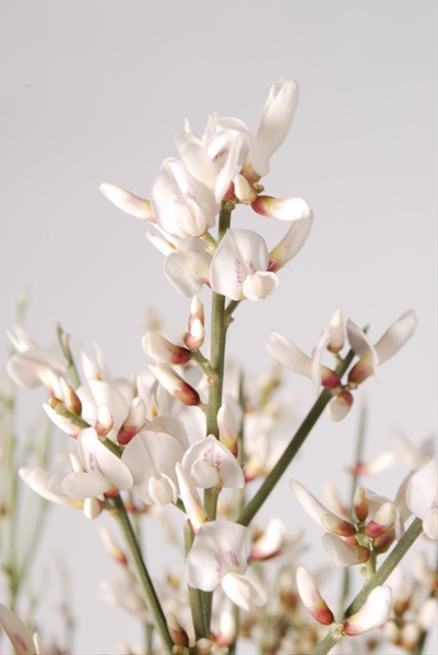 white genista to tie in some burgundy/red for bridesmaids