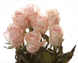 Greatful - Standard Rose - Roses - Flowers by category | Sierra Flower ...