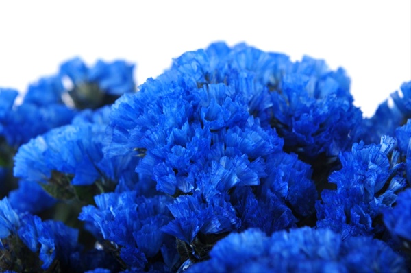 Blue Statice Flower