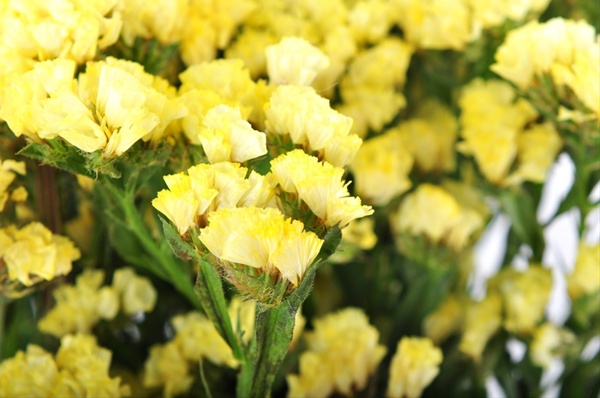 Statice Tinted Yellow - Sinuata (Statice) - Limonium - Flowers by ...