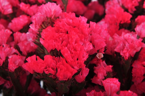 Statice Tinted Hot Pink - Sinuata (Statice) - Limonium - Flowers by ...