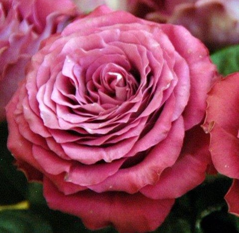 Garden Rose Precious Moments - Rose de jardin - Roses - Fleurs par ...