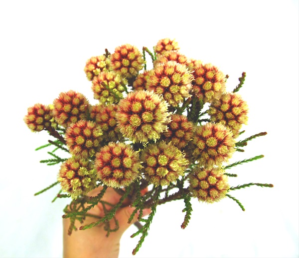 Berzelia Nebelia Cluster Star - Berzelia - Proteas and Leucadendrons ...