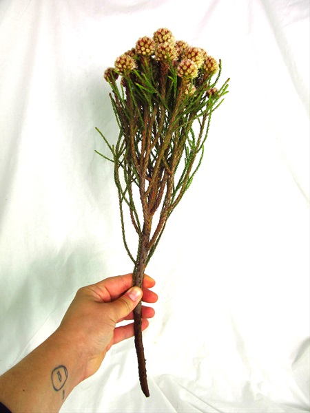 Berzelia Nebelia Cluster Star - Berzelia - Proteas and Leucadendrons ...