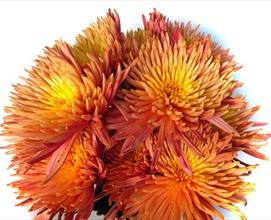 !Anastasia Dark Bronze - Disbuds/Mums - Chrysanthemum - Flowers by ...