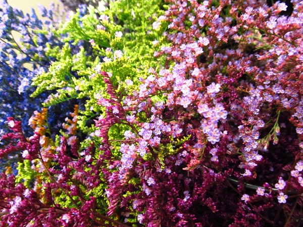 Limonium Misty Painted/Tinted Mix - Hybrid Limonium - Limonium ...