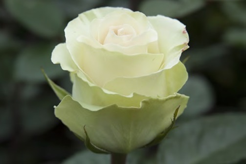 Rose Cava - Standard Rose - Roses - Flowers by category | Sierra Flower ...