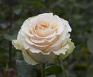 Rose High & Arena - Standard Rose - Roses - Flowers by category ...