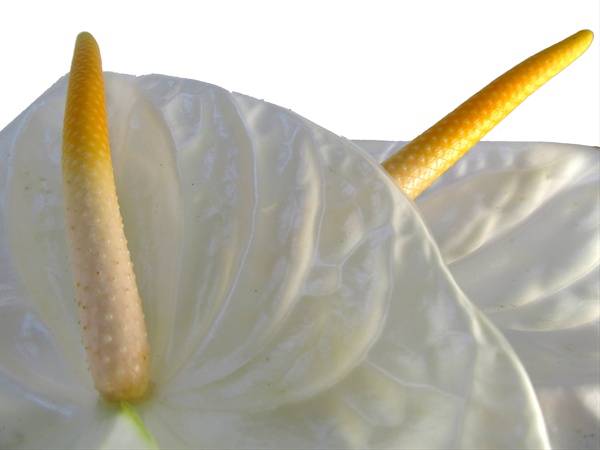 Anthurium Acropolis - Anthurium - Exotic Blooms and Foliages - Flowers ...