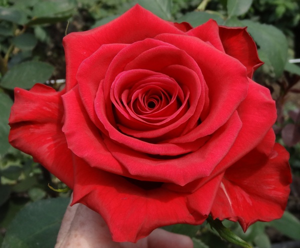 Rose Love Paris - Standard Rose - Roses - Flowers by category | Sierra ...