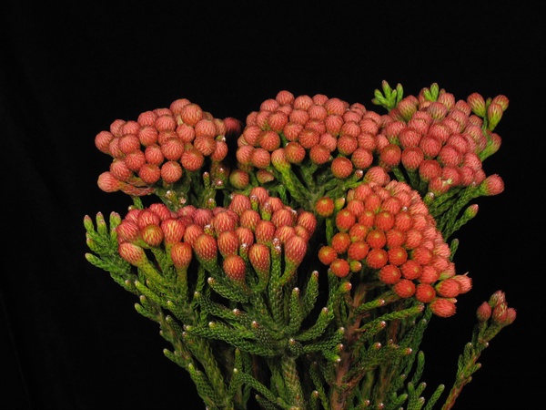 Brunia Red - Brunia - Proteas and Leucadendrons - Flowers by category ...