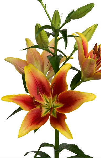 Lily L.A. Kaveri - L.A. Hybrids - Lilies - Flowers by category | Sierra ...
