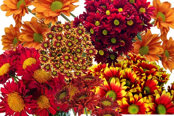 Spray Fall Mix Poms CDN - Spray (Pompoms) - Chrysanthemum - Flowers by ...