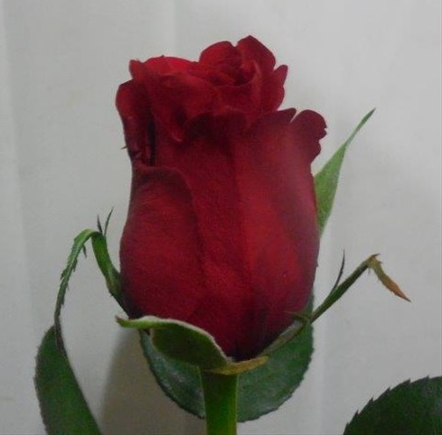 Rose Finally - Standard Rose - Roses - Flowers by category | Sierra ...