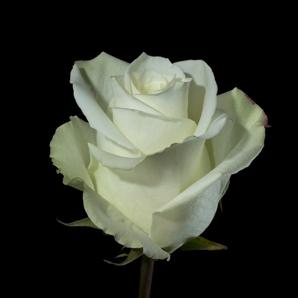 Rose Miss White - Standard Rose - Roses - Flowers by category | Sierra ...