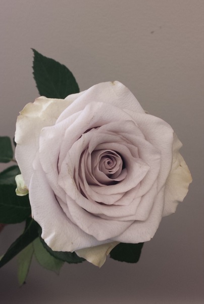 Safi - Standard Rose - Roses - Flowers by category | Sierra Flower Finder