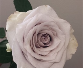 Safi - Standard Rose - Roses - Flowers by category | Sierra Flower Finder