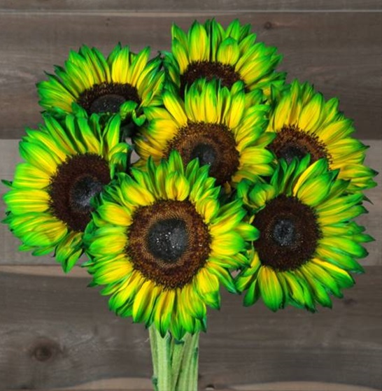 Sunflower Tinted Green - Sunflowers - Flowers and Fillers - Flowers by ...