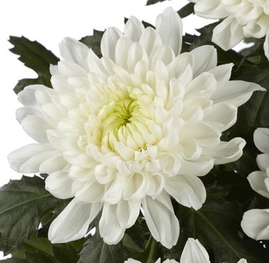 Cremon White Salma - Disbuds/Mums - Chrysanthemum - Flowers by category ...