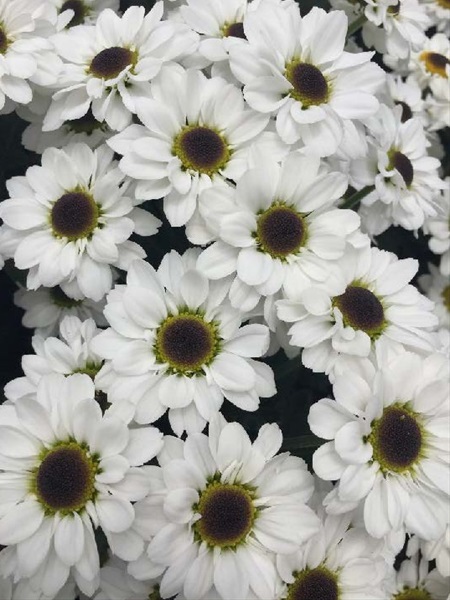 Spray Chrys Novelty Yin Yang - Spray (Pompoms) - Chrysanthemum ...