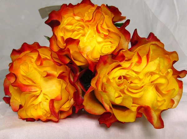 Garden Rose Sunset X-Pression - Garden Rose - Roses - Flowers by ...