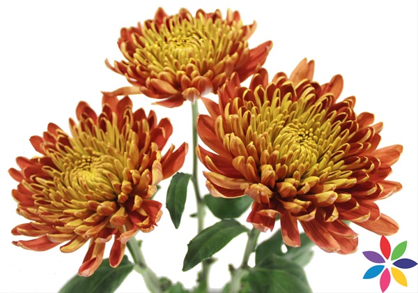 Chrys Disbud Solemio Bronze - Disbuds/Mums - Chrysanthemum - Flowers by ...