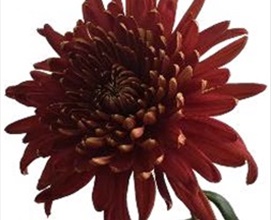 Cremon Red Rosetta - Disbuds/Mums - Chrysanthemum - Flowers by category ...