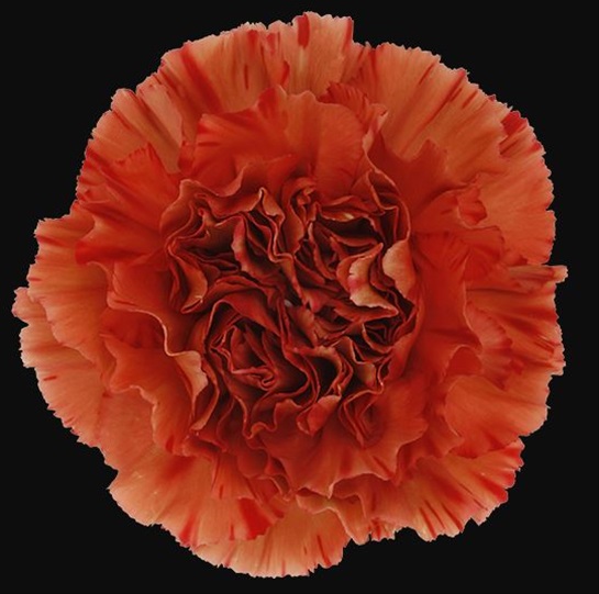 Carnation Crazy Horse - Standard Carnation - Carnations - Flowers by ...