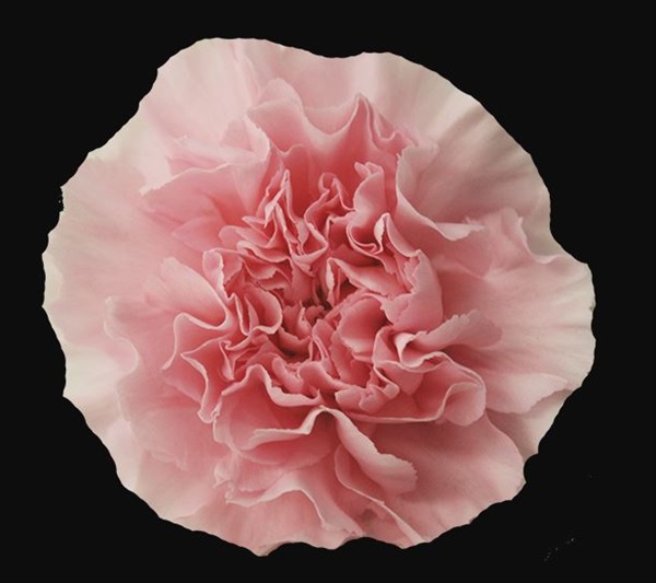 Carnation Thalia - Standard Carnation - Carnations - Flowers by ...