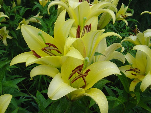 Oriental Lily Outback - Oriental Hybrid Lilies - Lilies - Flowers by ...