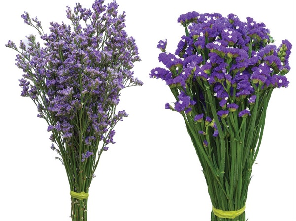 Limonium/Statice Assorted Mix - Hybrid Limonium - Limonium - Flowers by ...