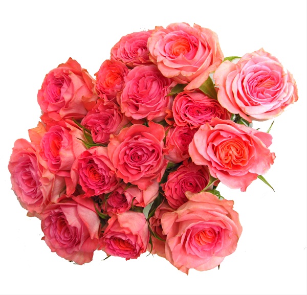 Spray Rose Elegant Rosever - Spray Rose - Roses - Flowers by category ...