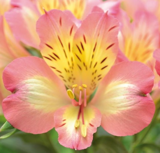 Alstro Kurosawa - Alstromeria - Flowers by category | Sierra Flower Finder